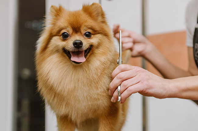 Dog Grooming | Islip Animal Hospital | Dog Bathing | Islip Vet